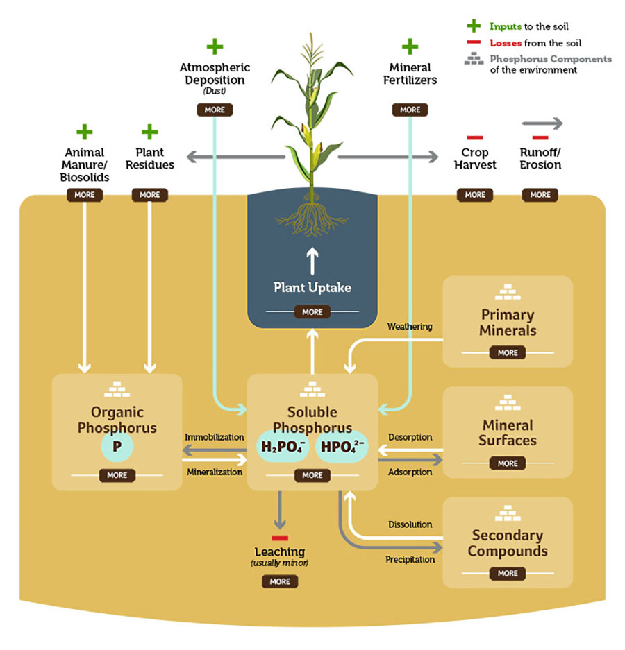 Phosphorus Transformation in Soils